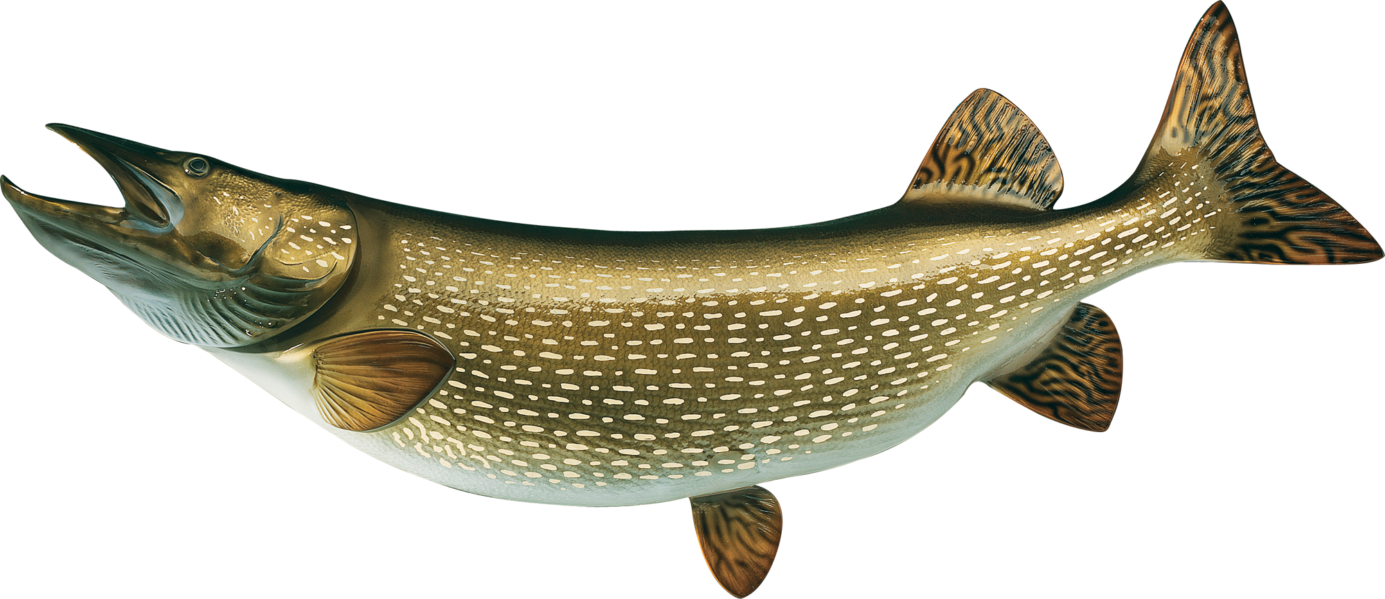 Cabela's Freshwater Fish Mount Replica Northern Pike | Bass Pro Shops